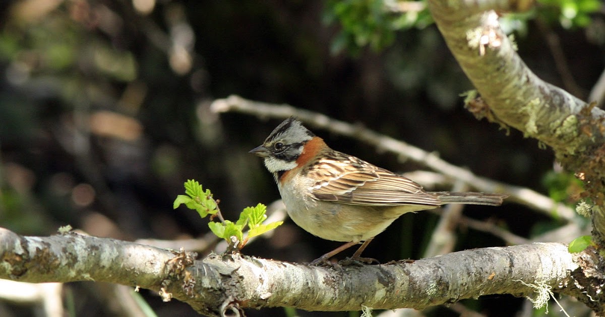 Aves en Chile: Chingolo / Chincol (Zonotrichia capensis)