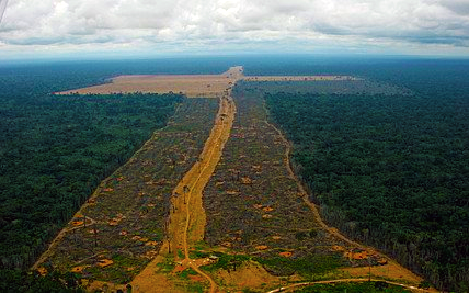 Amazon Rainforest on emaze