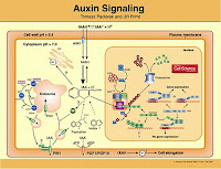 Plant Biotech: Auxins