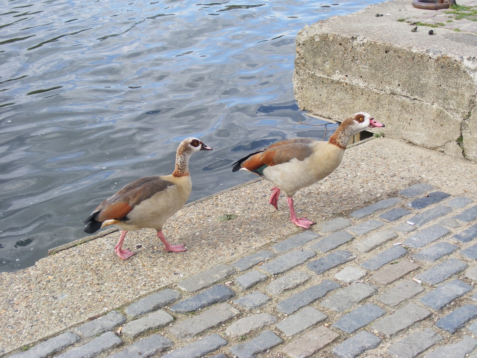 Cholsey Wildlife: Walton on Thames