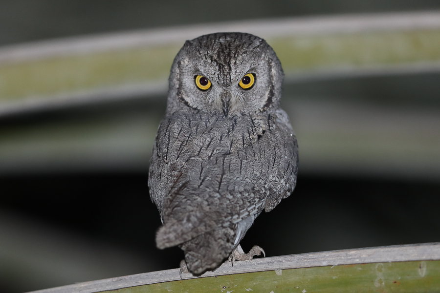 Eurasian Scops Owl – Dhahran Main Camp | Focusing on Wildlife