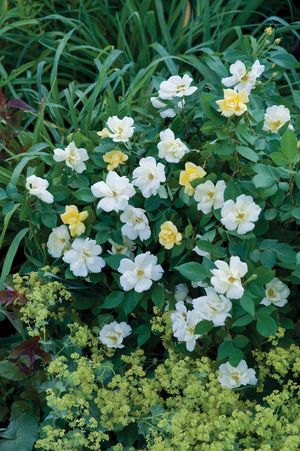 Two Men and a Little Farm: KNOCKOUT ROSES