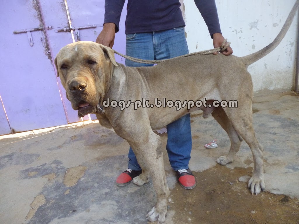 Pakistani Dog photos and Videos: Bully Dog Photos