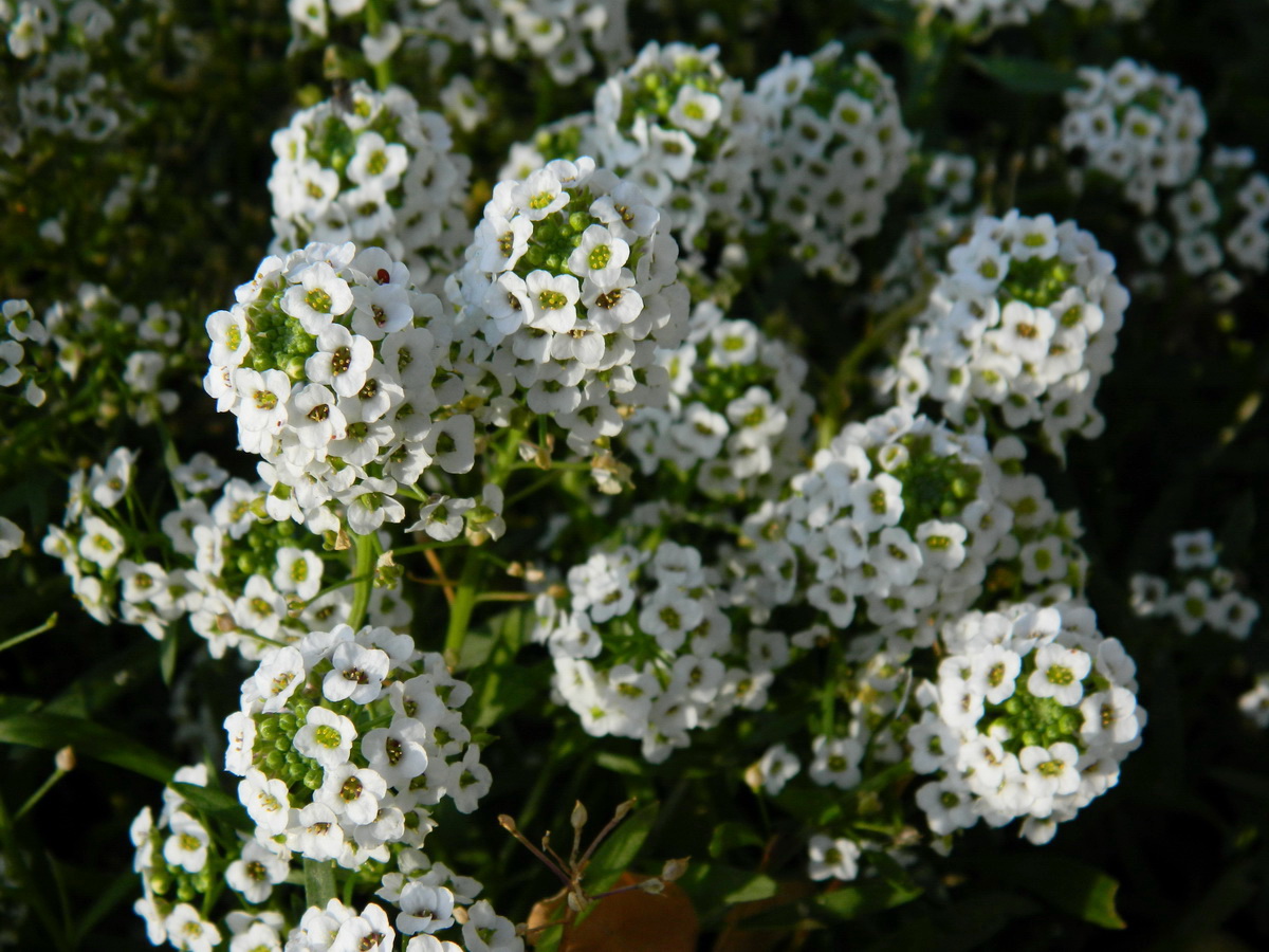 LA MULTI ANI, ROMANIA!: Flori albe
