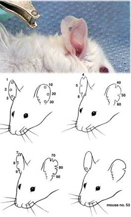 පොකුරු වැහි : "මනුස්ස මීයෝ" - The humanized mice - 1