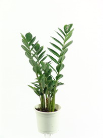 Hijau Mengkilap si daun "Tanaman Dolar" @ik's home ais home