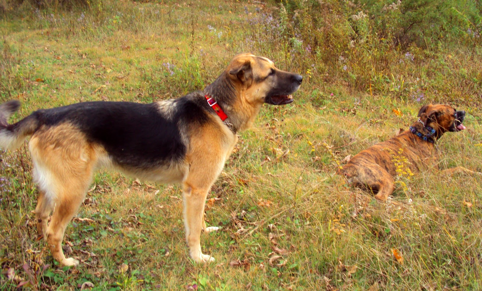 Ottawa Dog Training for Aggressive, Anxious, Obsessive Dogs