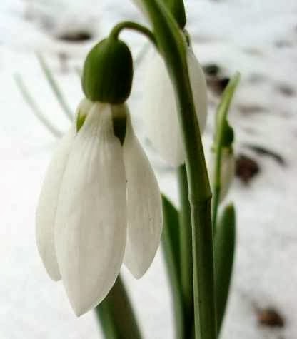 Poezii de 1 Martie pentru mama Poezii 1 martie scurte Martisor