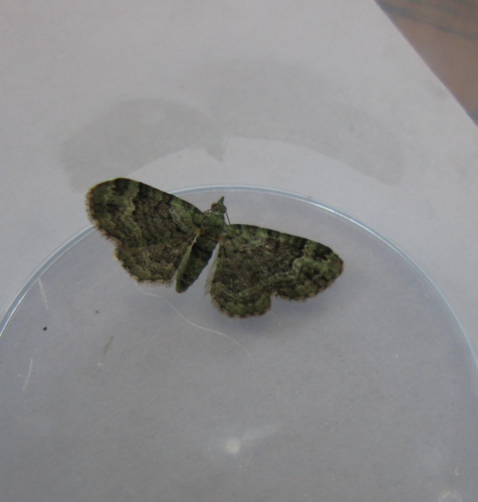 Islay Natural History Trust: Two more moths, one new for Islay