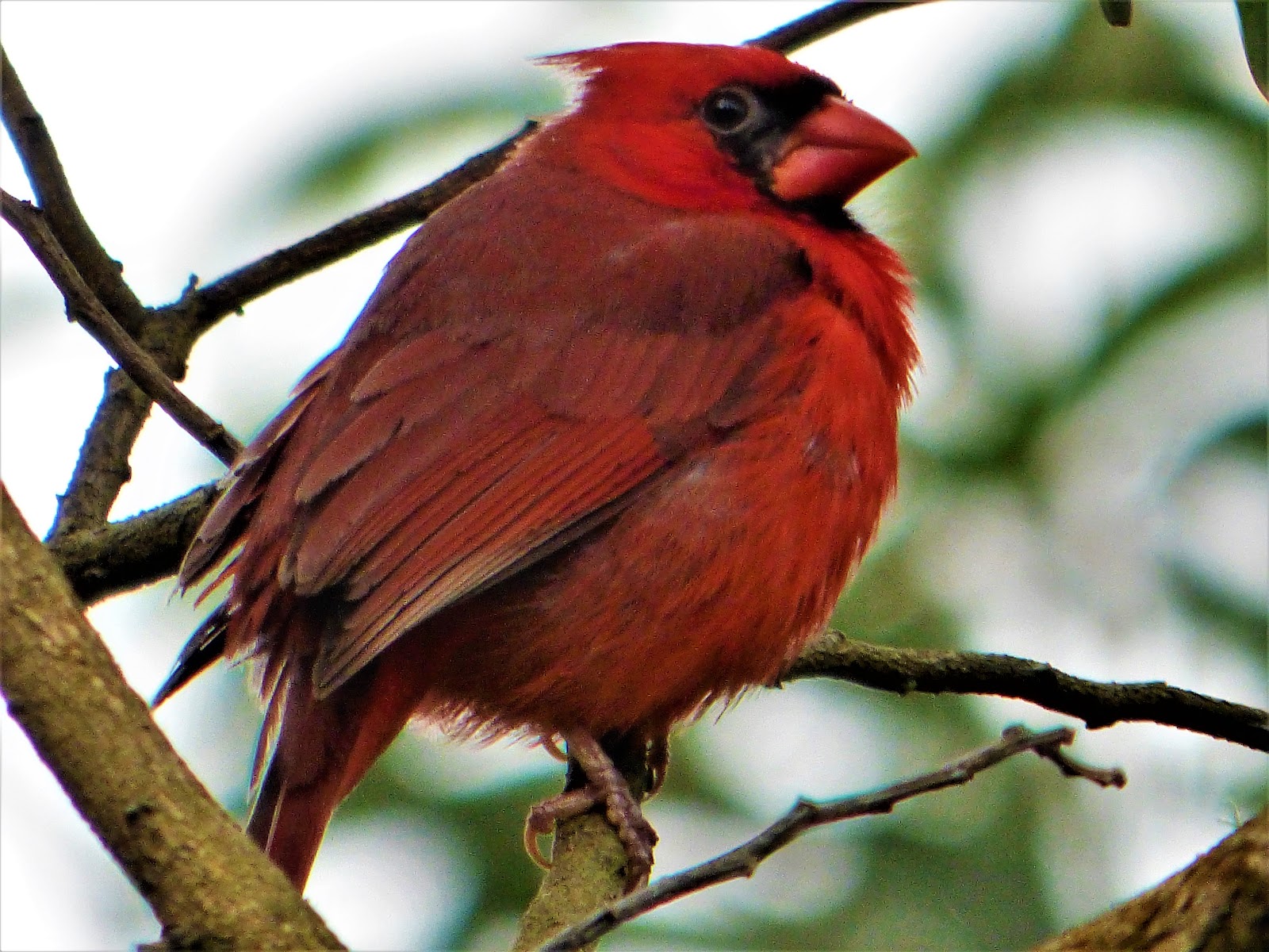 Geotripper's California Birds: A Northern Cardinal...in Hawai'i? The ...