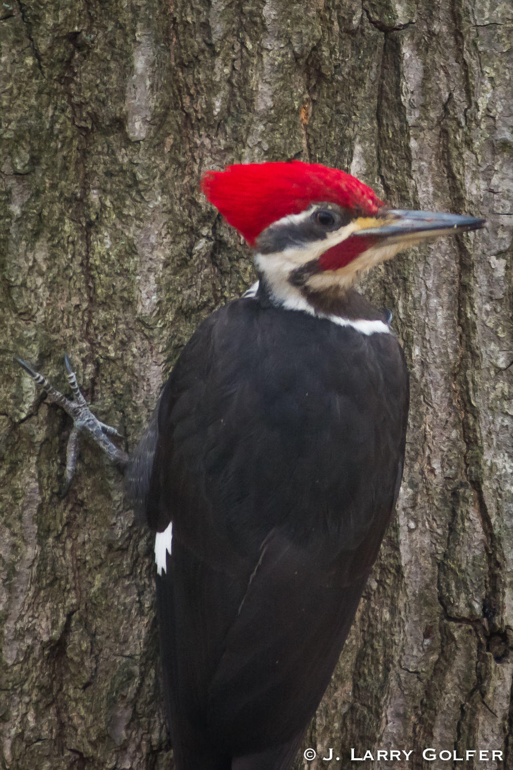 Piliated Woodpecker Pays a Visit