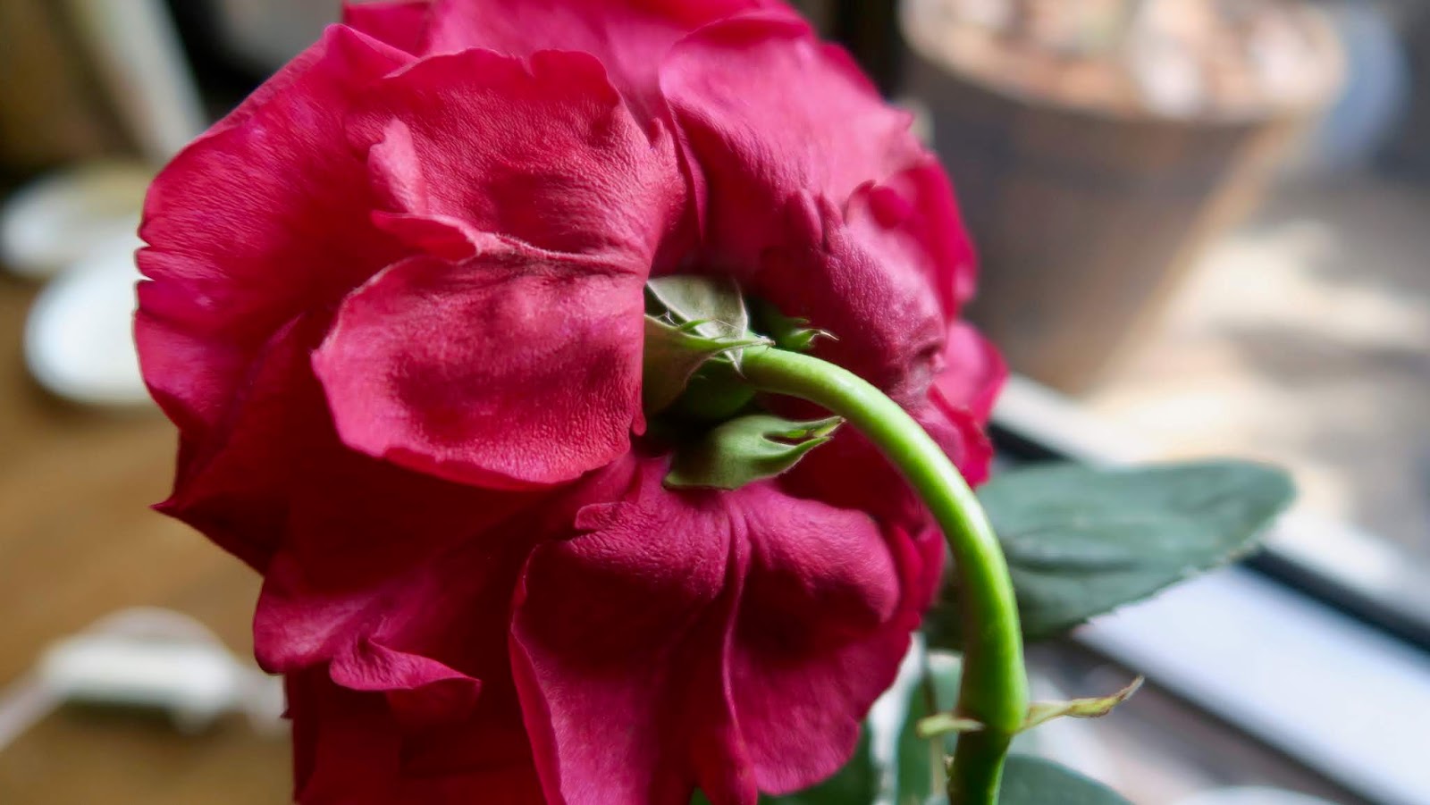 A slightly different point of view I took photos of roses