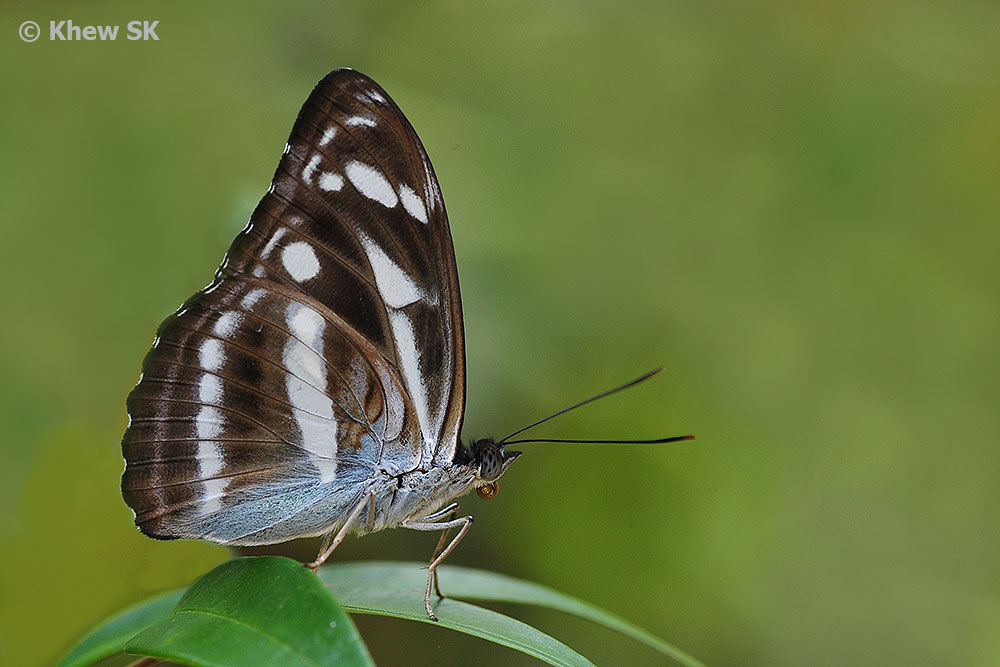 Butterflies of Singapore: Sergeants of Singapore