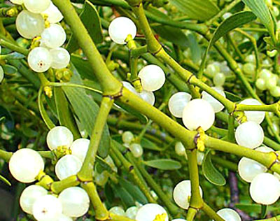 Greens Keeper Landscape Maintenance, LLC: Plant Of The Week: Mistletoe