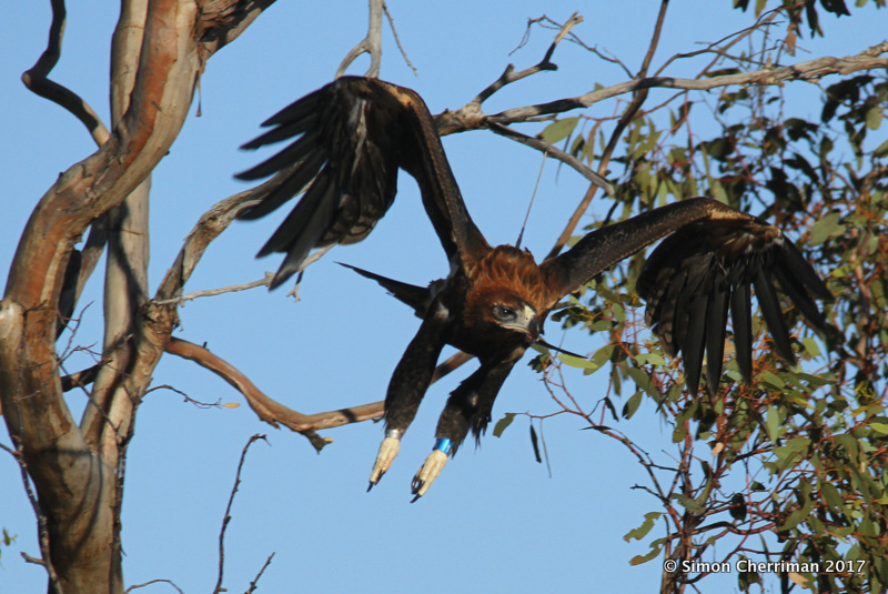 Wedge-tailed Eagle Tracking: 2017