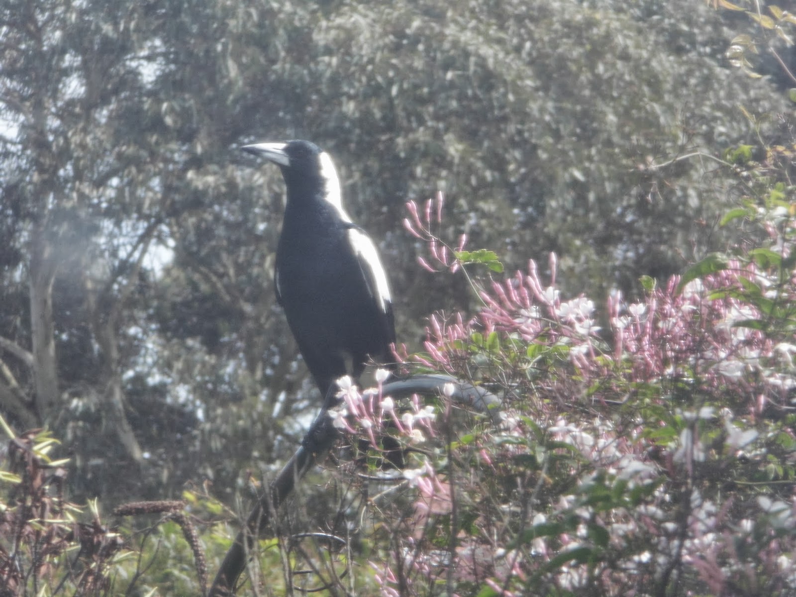 One Mother Hen: Hello baby magpie