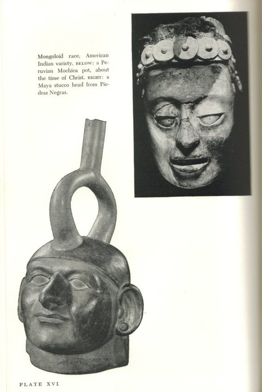 Расология, Антропология, Генетика : Carleton S. Coon, "The Story of Man ...