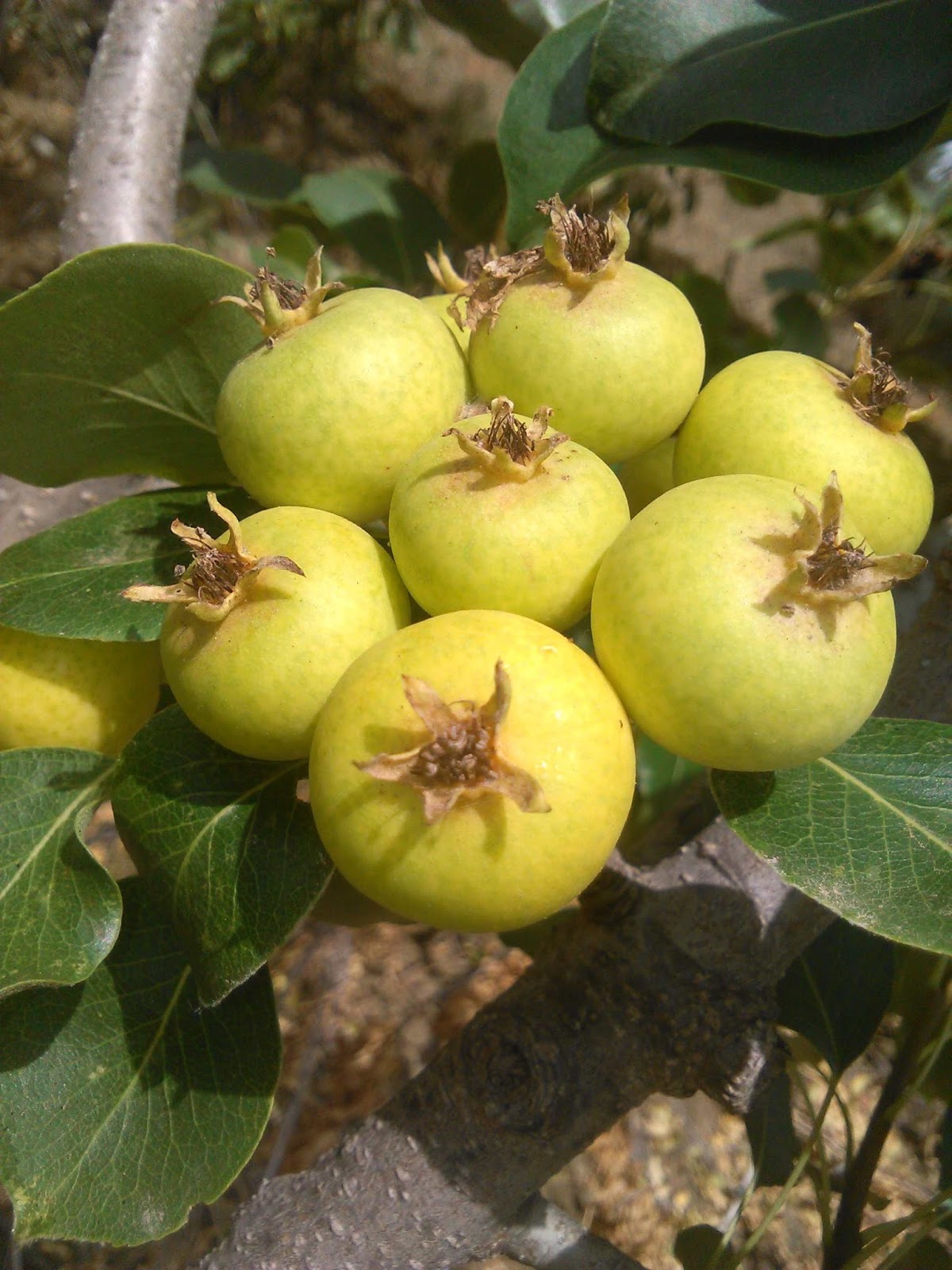 majaillaflor: frutas verdes