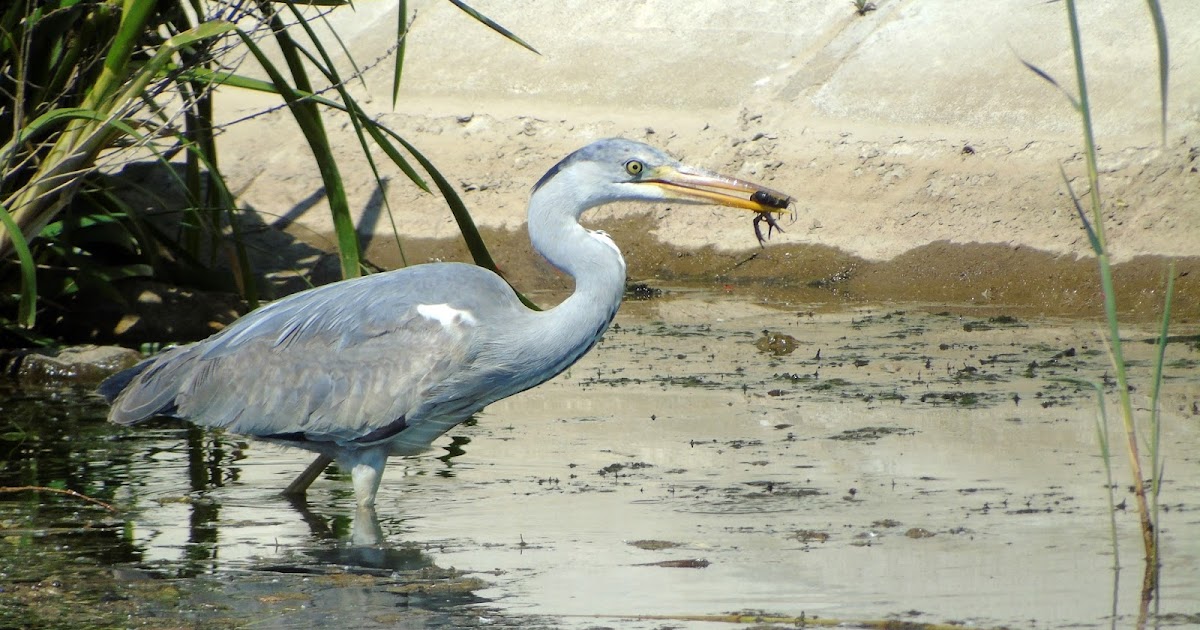 PASARI DIN ROMANIA: STARCUL CENUSIU, Ardea cinerea