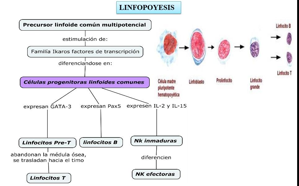 Diferencias histológicas entre las células precursoras de la sangre ...