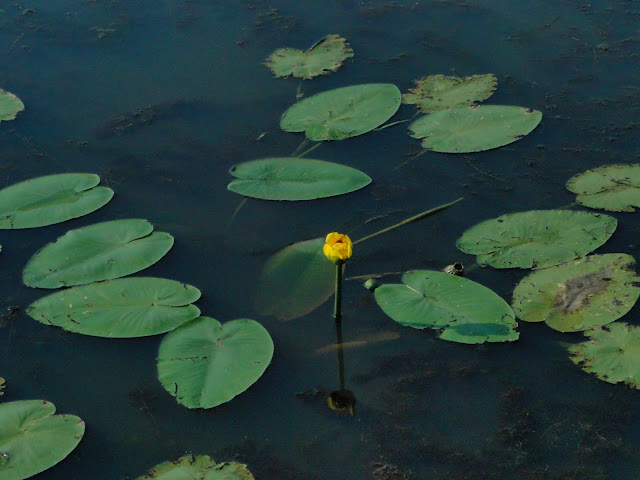 Rach's Wildflower Images: Spadderdock, Yellow Pond Lily, Yellow Cow ...