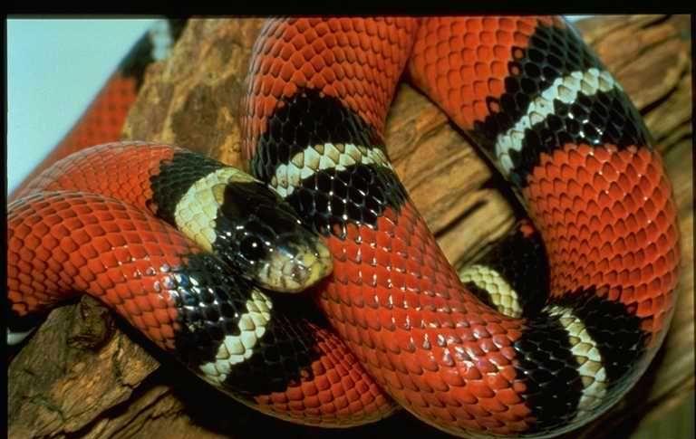 L'uomo tra Cielo e Terra: ELAPS CORALLINUM - materia medica