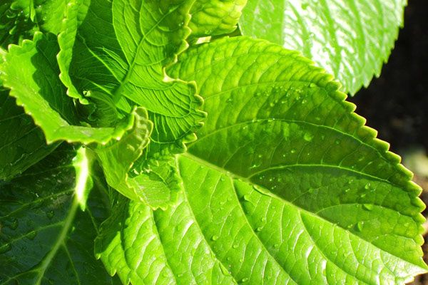 CLOROFILA: EL MARAVILLOSO VERDE DE LA VIDA | BIENVENIDO A DXN PANAMA