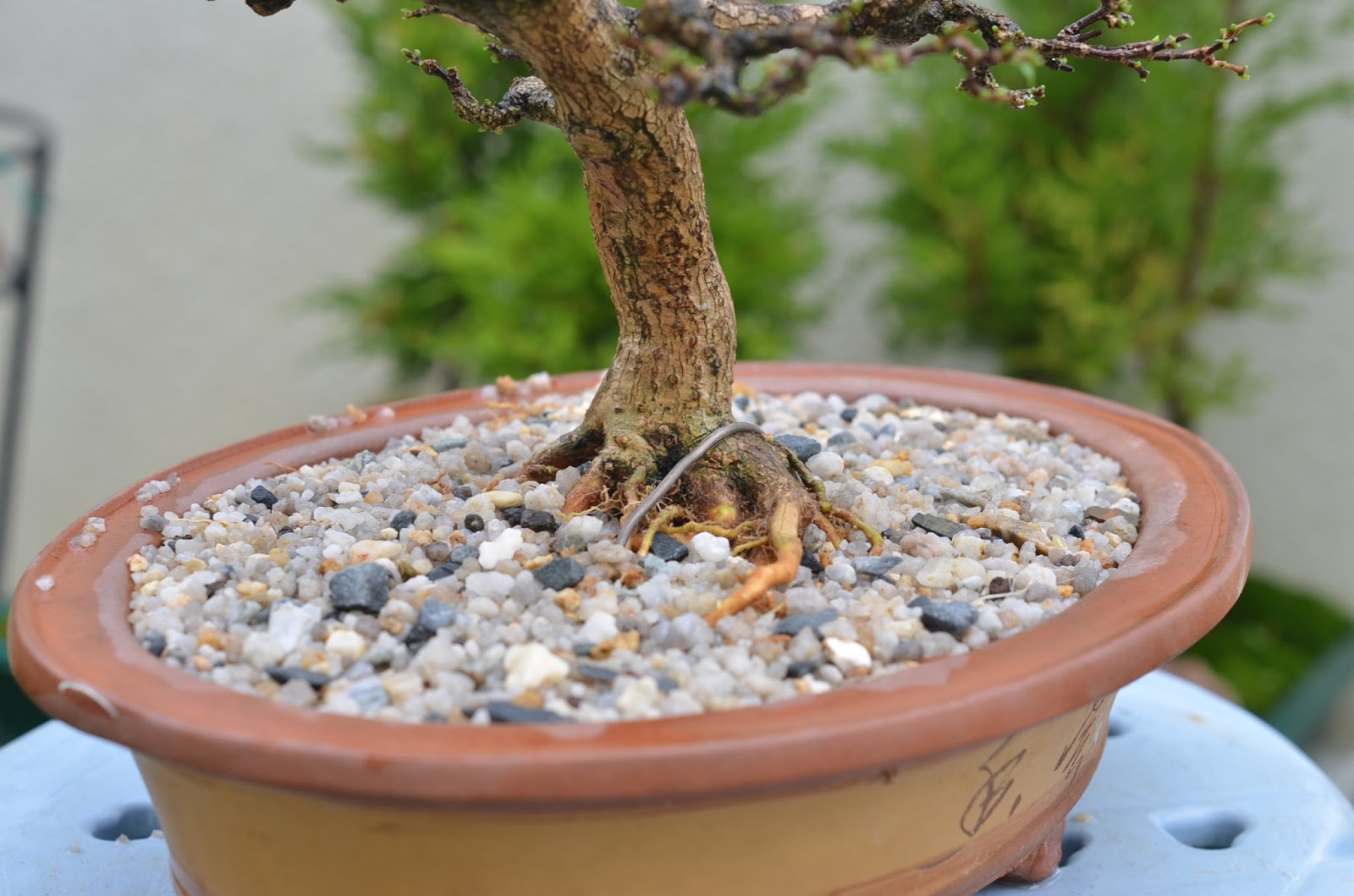 blog of amir rofie: Bonsai: Tukar pasu (re-potting) Santalia4 (Oct 2017)