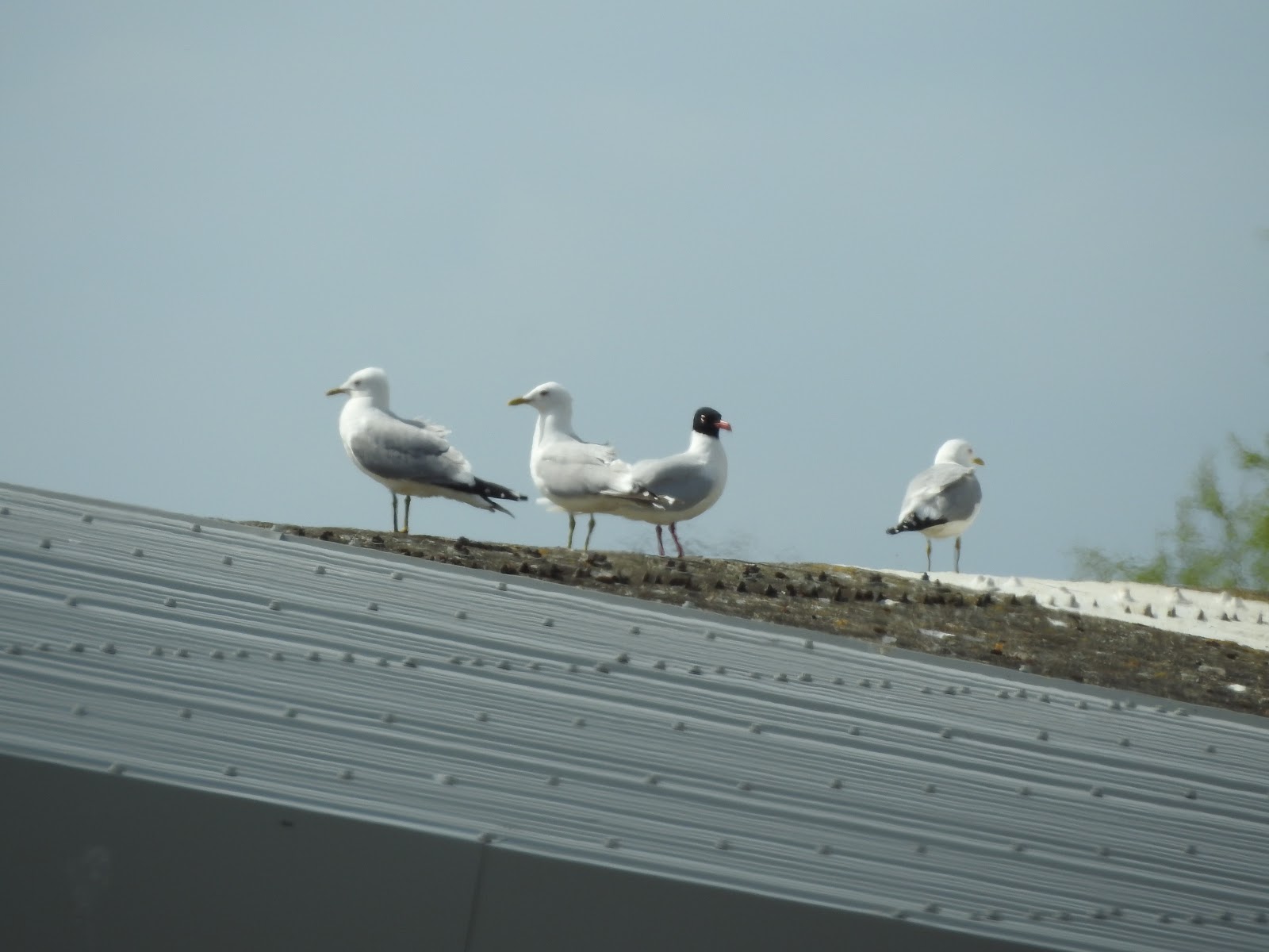 Northern Ireland Black-headed Gull Study: Mediterranean Gulls in ...