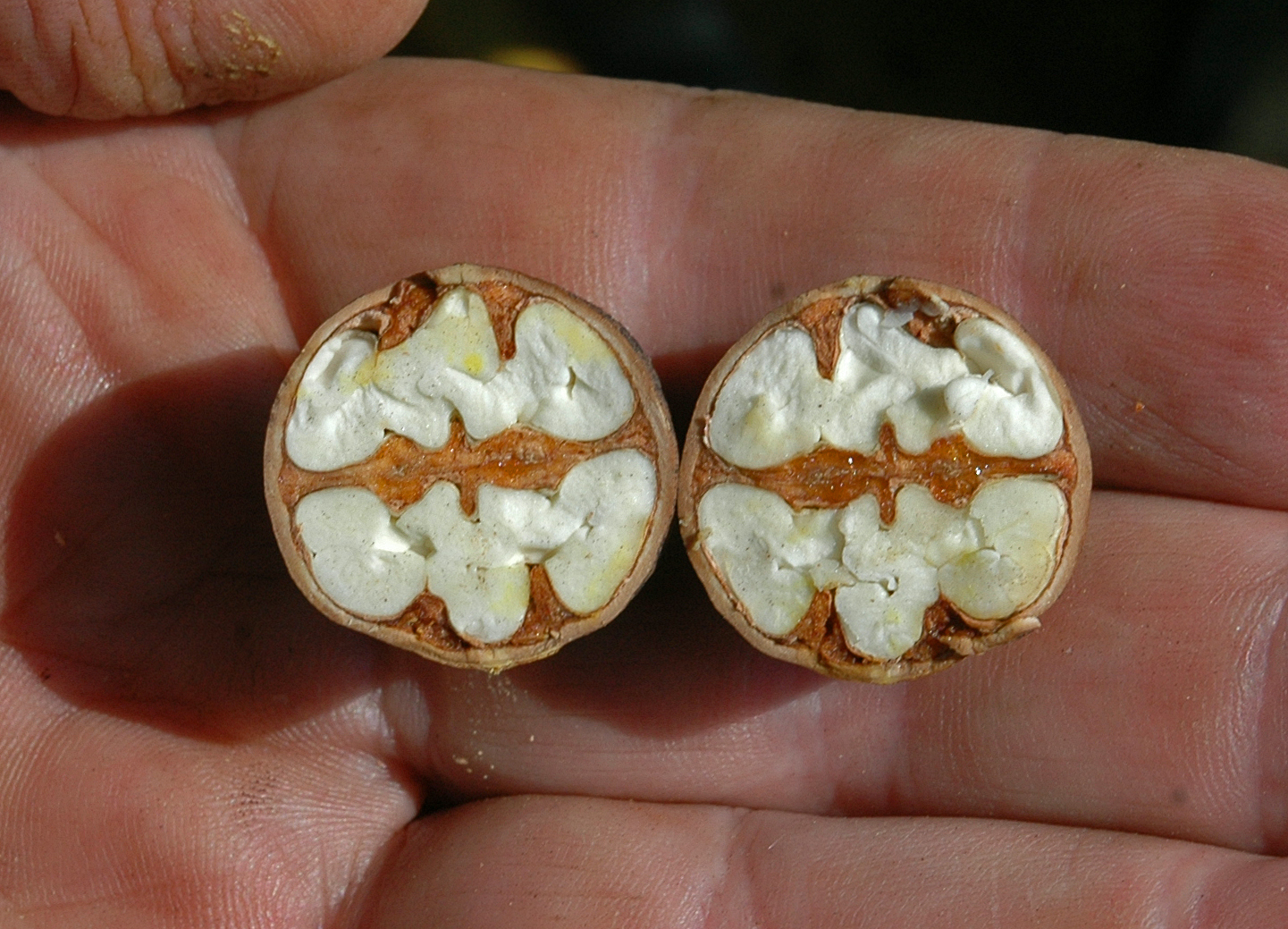 Northern Pecans: September 2017