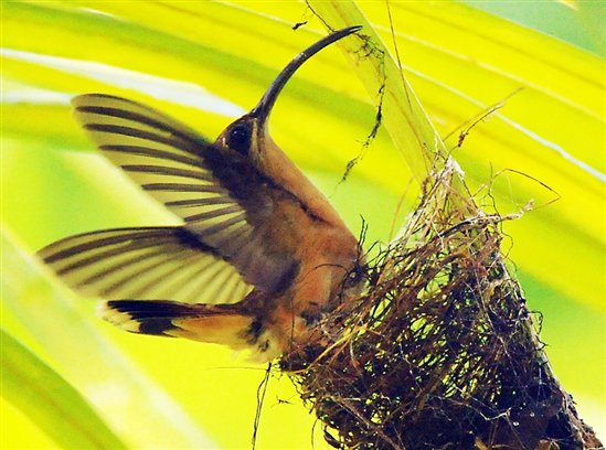 My Temple of Nature: Humdinger Hummingbirds