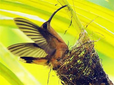 My Temple of Nature: Humdinger Hummingbirds