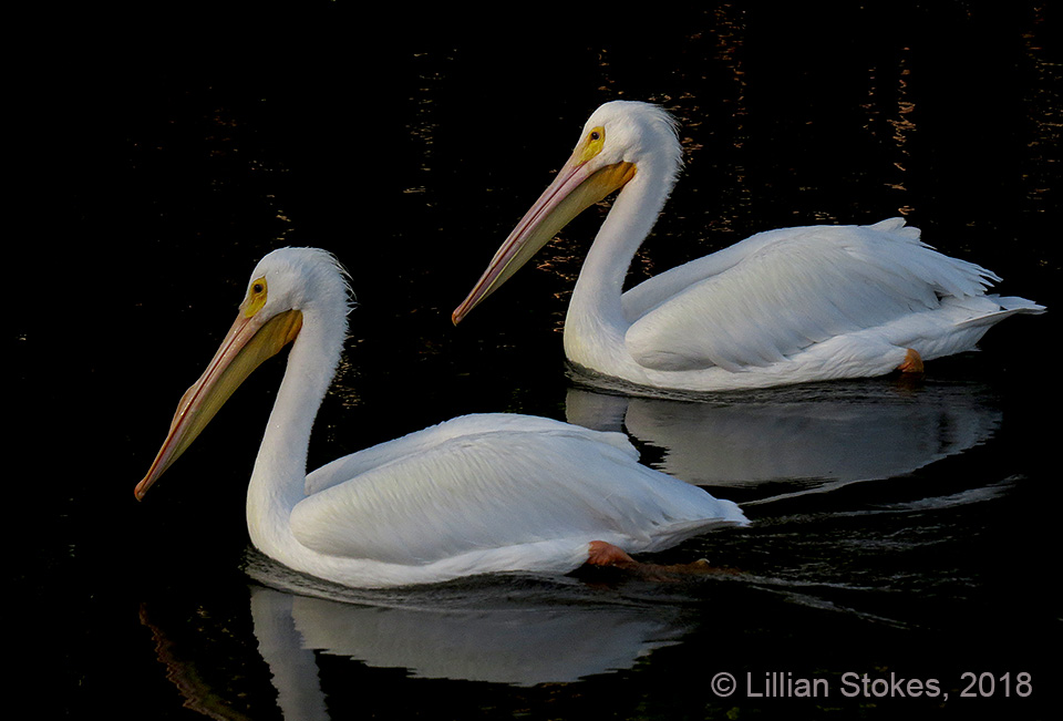 STOKES BIRDING BLOG: Ding Darling Stokes Birding and Photography Tour 2018