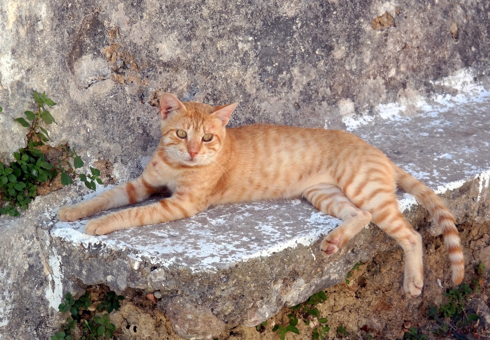 Angel Ginger Jasper: Cats of Corfu.....