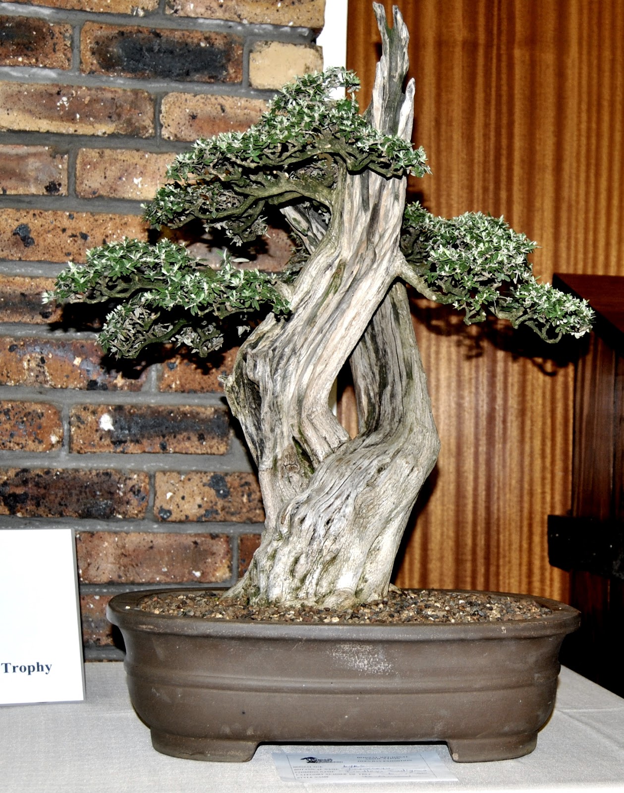 LENNARD'S BONSAI BEGINNINGS.: Buddleja saligna