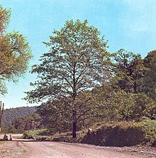 ANPP Animales y Plantas de Perú: ALISO - Alnus Acuminata