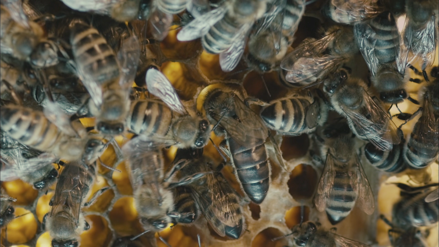 CORONA APICULTORES: LINEA EVOLUTIVA DE APIS MELLIFERA