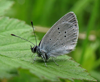 Trittiford mill pond and Birding adventures from near and afar ...