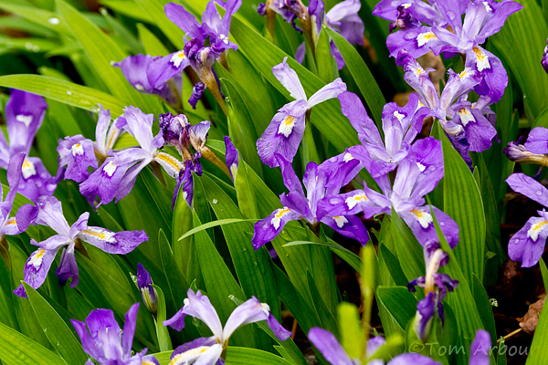 The Ohio Nature Blog: A Tale of Two Irises