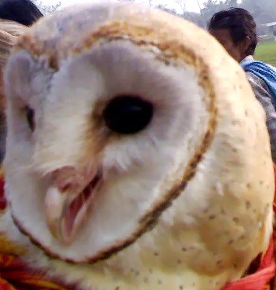 NATURAL & UNIQUE PHOTOGRAPHY: WHITE OWL OR SNOWY OWL PHOTOGRAPHS