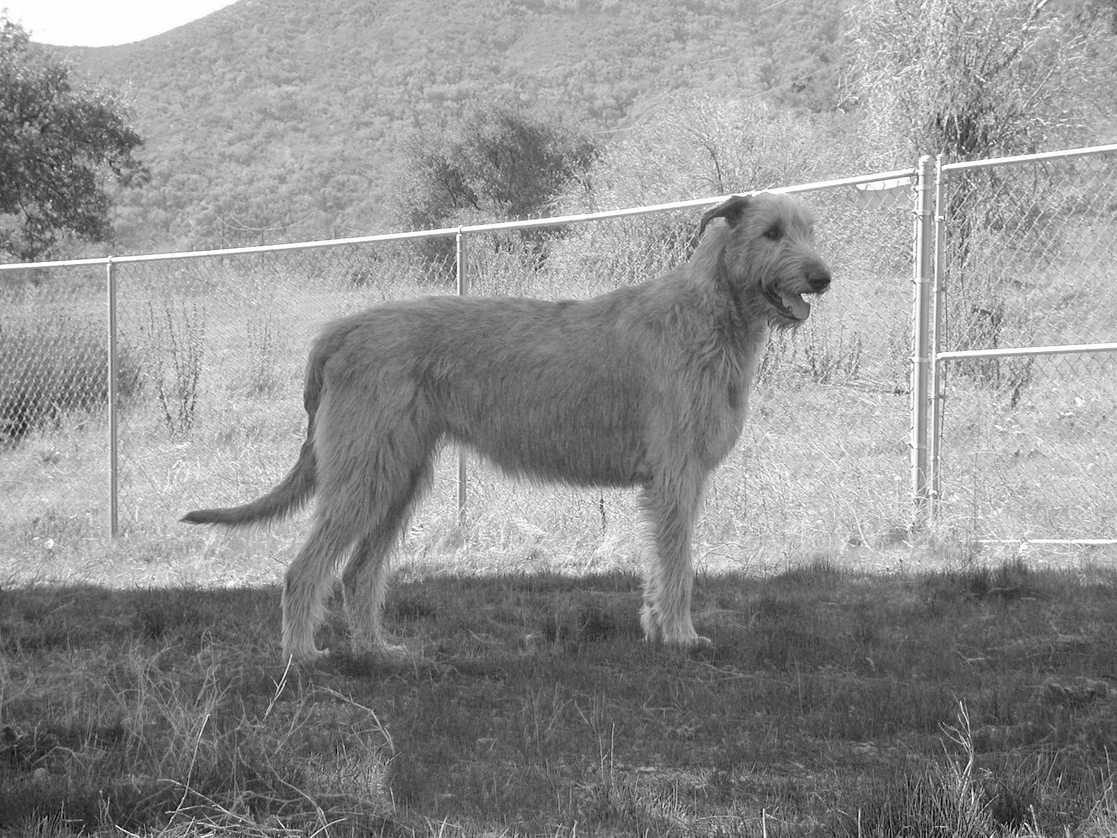 Gryffindor Irish Wolfhounds: Black and White and Red All Over
