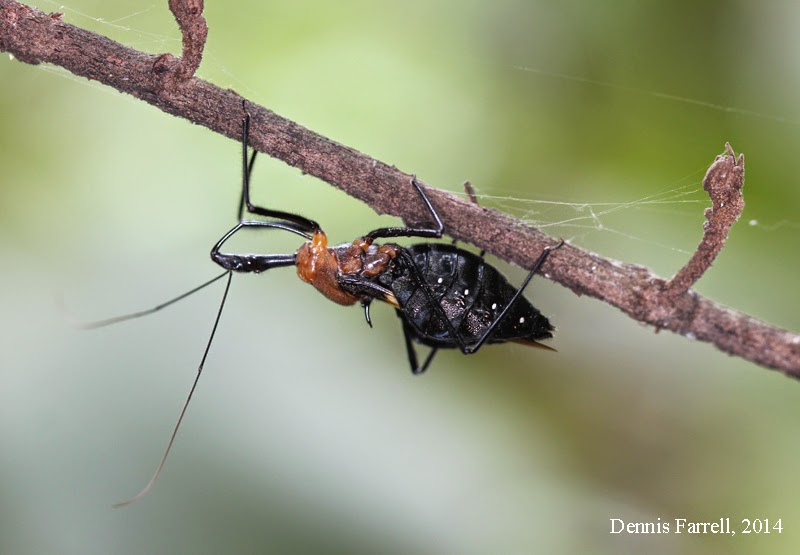 Living Thailand: A Large Black Assassin Bug (Sycanus collaris)