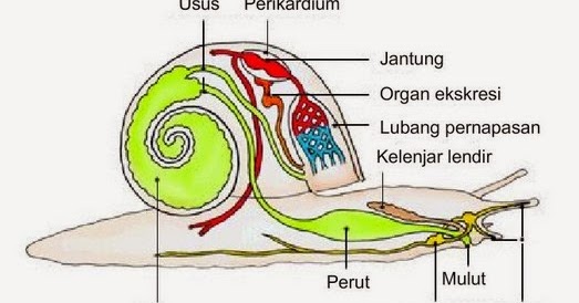 Ruang Biologi: Hewan (Animalia): Ciri dan Klasifikasi Mollusca