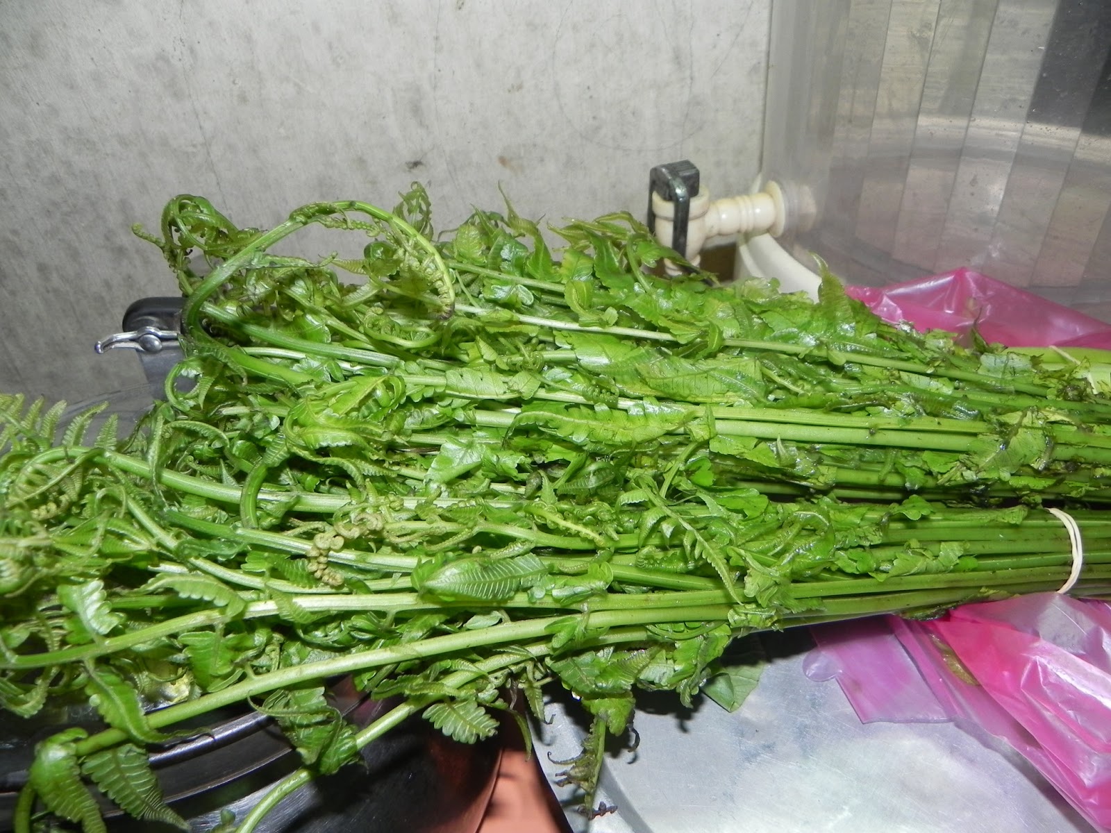 Diet Sihat: Pucuk Paku