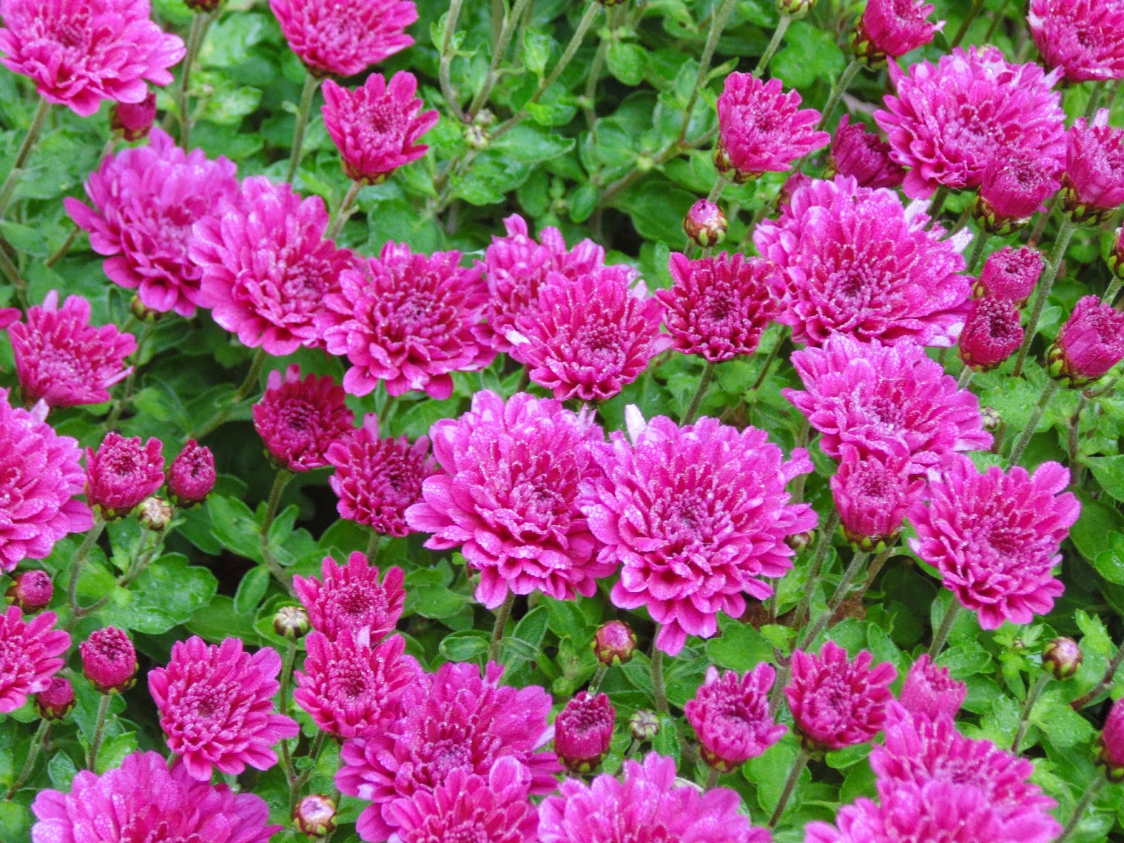 Chrysanthemum season | Life in Luxembourg