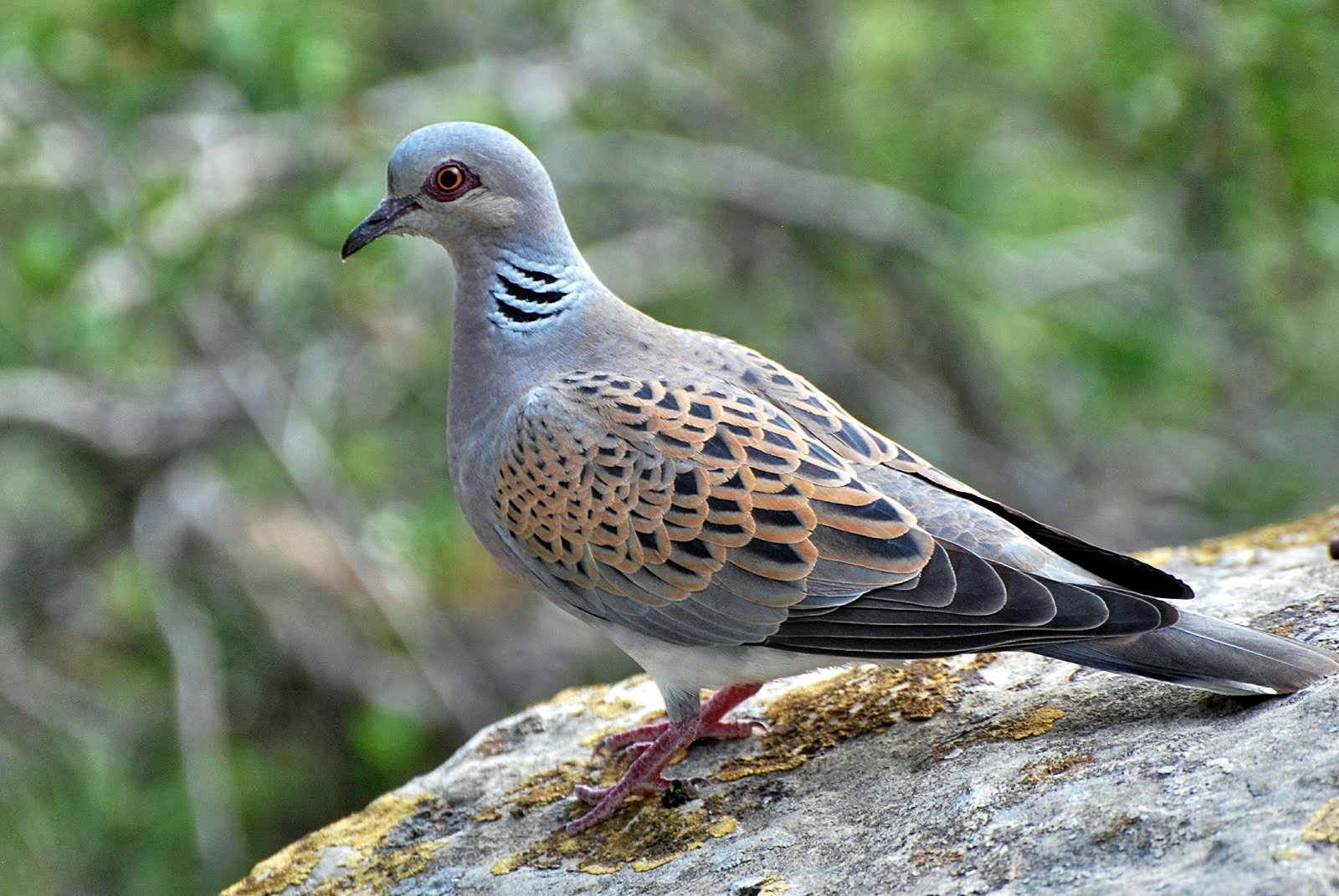 Aguaits i fotografies d'ocells a l'Espluga Calba: PRIMAVERA DEL 2012