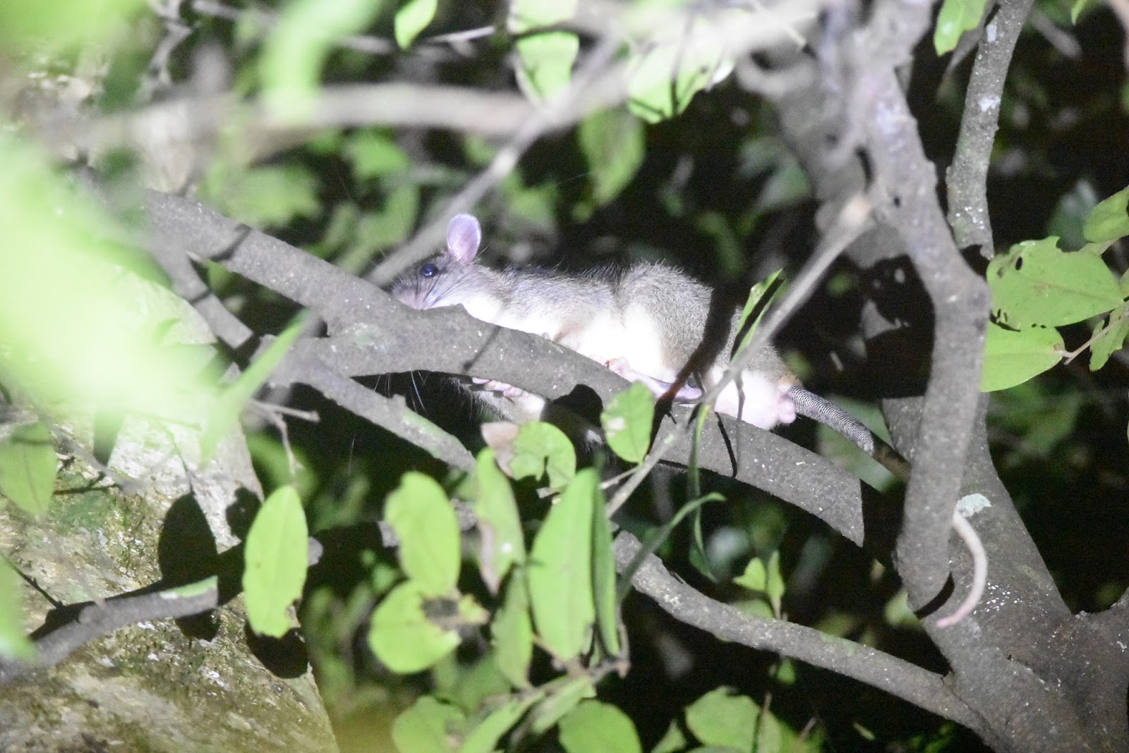 9001mammals: GIANT WHITE-TAILED RAT