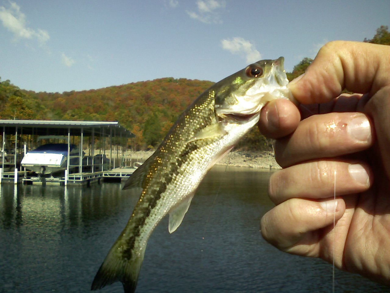 Bold as a 4 inch small mouth bass. Lessons learned fishing (but not ...