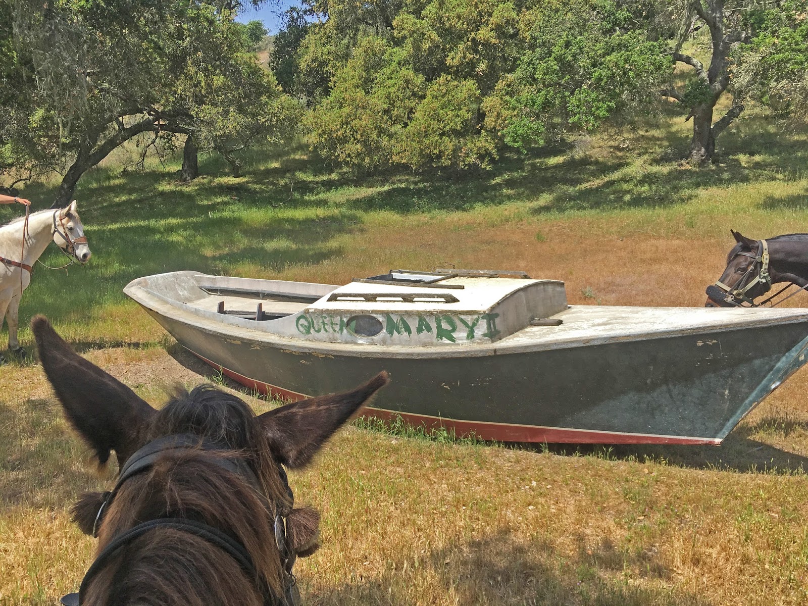Mule Riding on Chamberlin Ranch - edhat