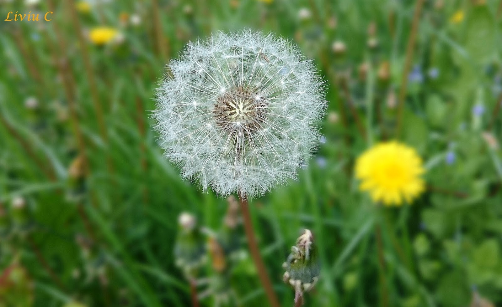 Liviu C: floricele pe campii ...
